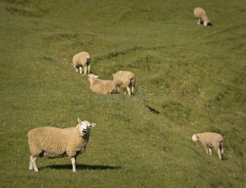 Bleating on at You stock photo. Image of zealand, auckland - 36084520