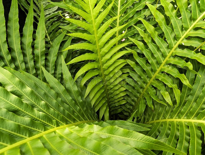 Blechnum Gibbum Silver Lady Fern Stock Image - Image of leaf, tree ...
