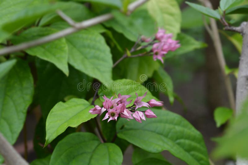 Bleeding glory-bower stock photo. Image of clerodendrum - 157552378