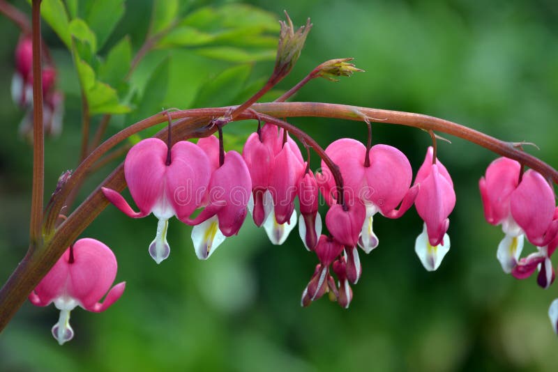 Bleeding Hearts stock image. Image of spring, flowers - 2866411