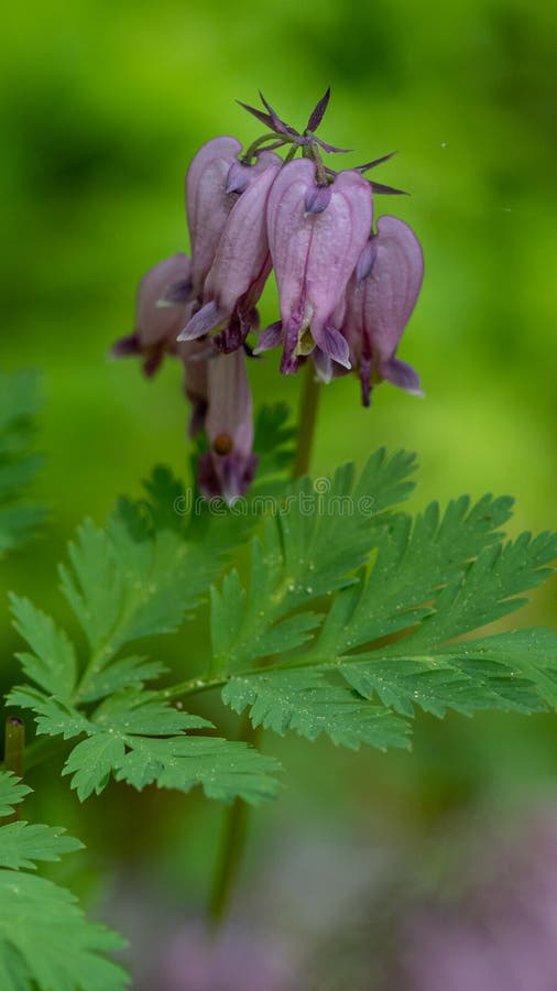 Bleeding Heart Against Green Background Stock Image - Image of park ...