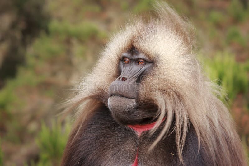 Bleeding Heart Baboon Portrait Stock Photo - Image of wildlife, primate ...
