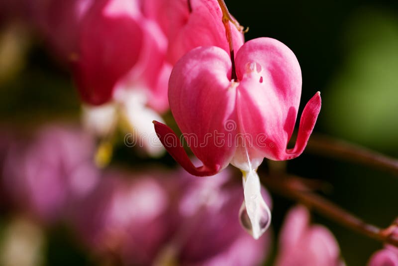 Bleeding Heart Background stock photo. Image of lobe, purple - 5622570