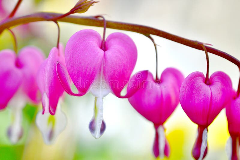 Bleeding Heart Dicentra Spectabilis & X27;Gold Heart Stock Image ...