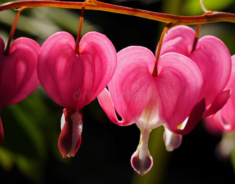 Bleeding Heart Picture. Image: 95476935