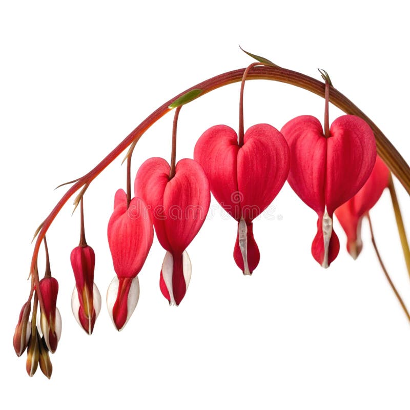 A Bleeding Heart Flower of Red Heart Shaped Blooms White Stock ...