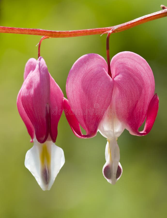 Pitcher Plant stock photo. Image of side, flora, saddle - 10148556