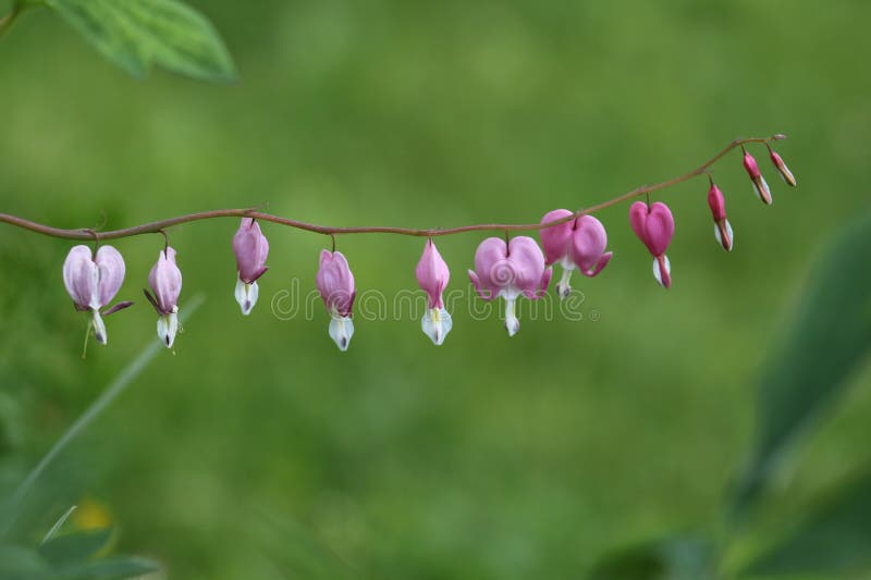 Bleeding Heart Flowers Showing Age Progression Stock Photo - Image of ...