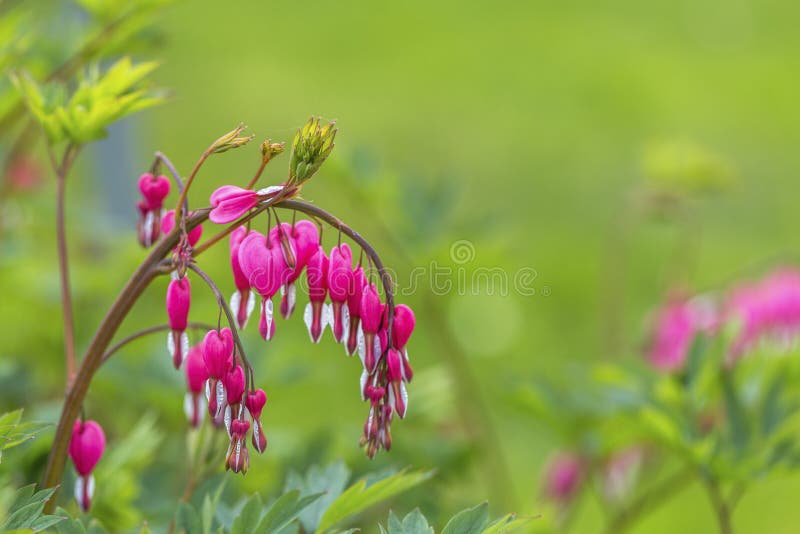 Bleeding Heart - Lamprocapnos Spectabilis Stock Photo - Image of close ...