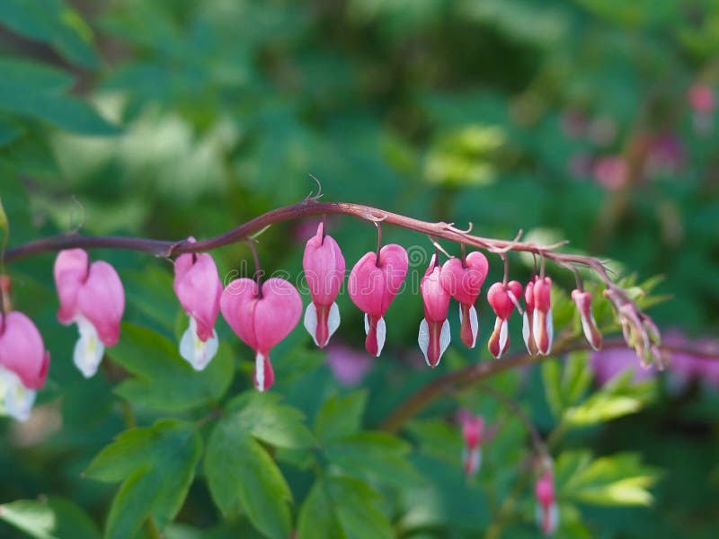 Bleeding Heart or Lamprocapnos Spectabilis Stock Photo - Image of ...
