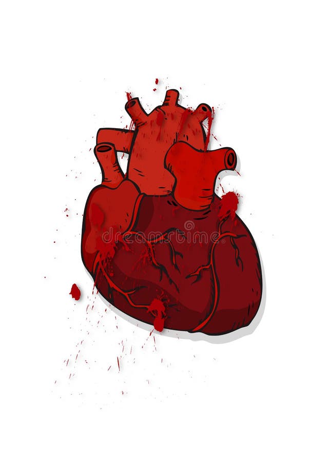 Bleeding heart stock illustration. Illustration of biology - 48193650