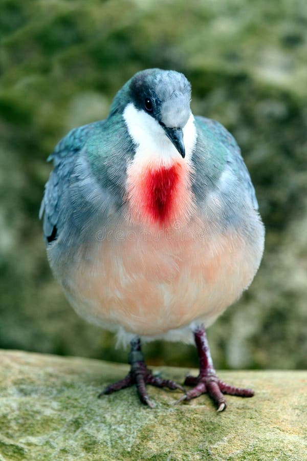 Bleeding Heart Stock Images - Download 2,661 Royalty Free Photos