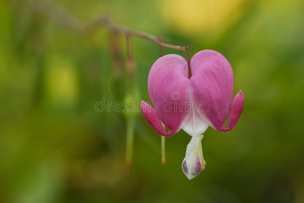 Bleeding heart stock image. Image of poppy, nature, flaming - 37268989