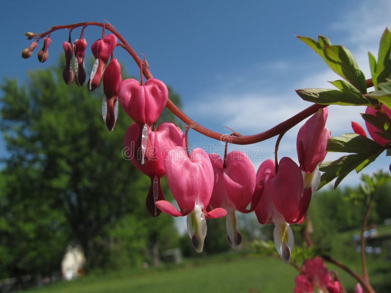 Bleeding heart plant stock photo. Image of white, flowers - 93182572