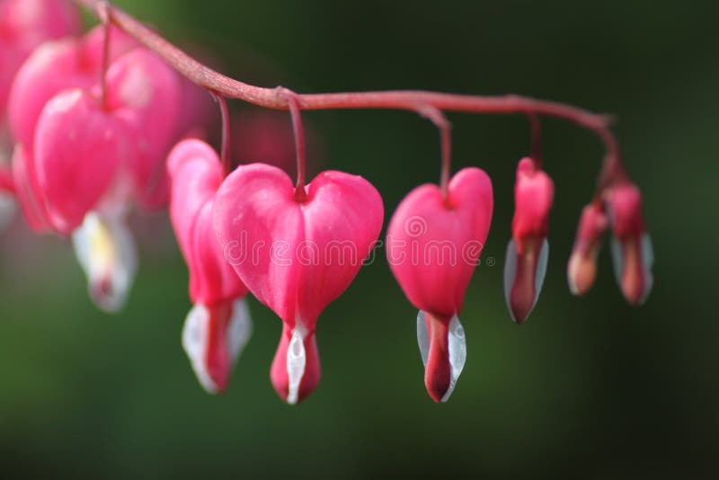 Bleeding hearts stock image. Image of romantic, love - 25698299