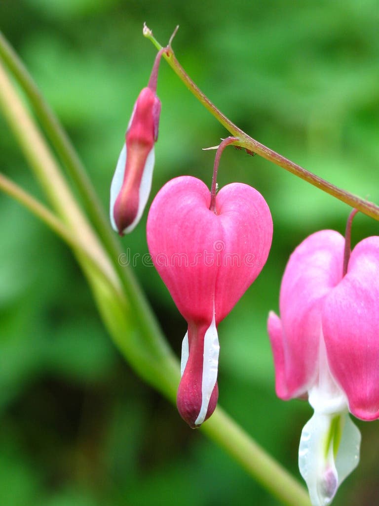 743 Pink Bleeding Hearts Flower Stock Photos - Free & Royalty-Free ...