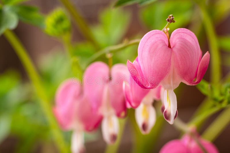 Bleeding Hearts stock photo. Image of flowering, fumariaceae - 37691742