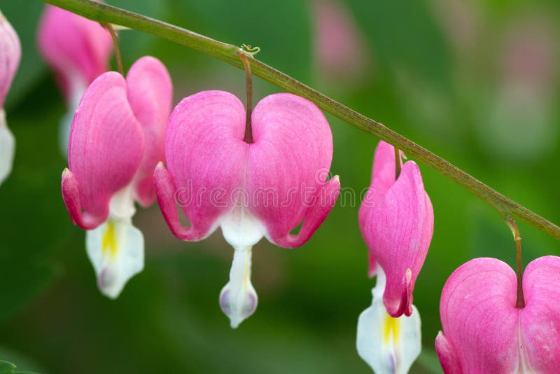 Bleeding Hearts stock photo. Image of fuschia, beauty - 45110242