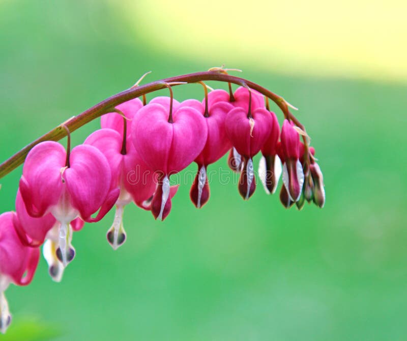 Bleeding Hearts Chain in Bloom Stock Photo - Image of leaf, hearts ...