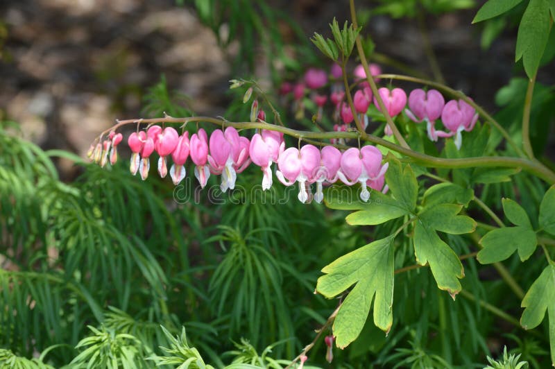 Bleeding Hearts stock photo. Image of branch, close, area - 71688654