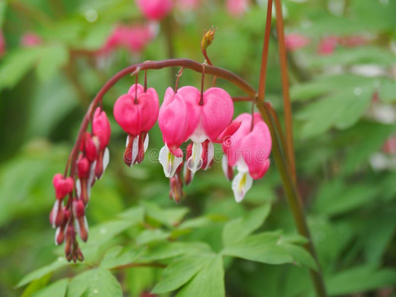 Bleeding Hearts Flowers stock photo. Image of wildflowers - 94466164