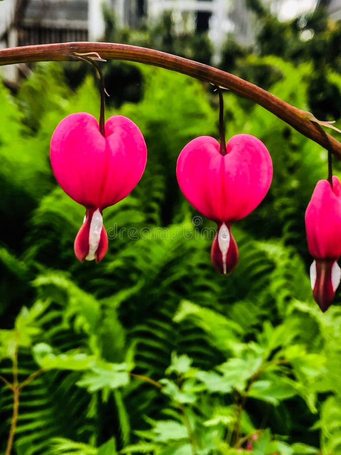 The Bleeding Hearts are in Full Bloom. Stock Photo - Image of green ...