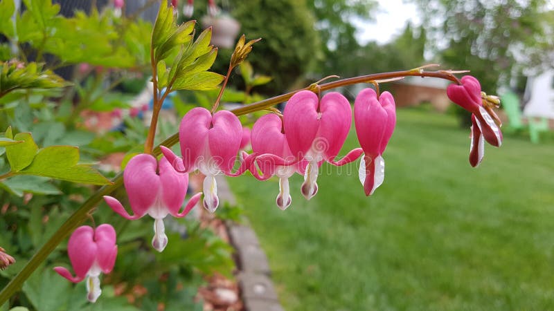 Bleeding Hearts Chain in Bloom Stock Photo - Image of leaf, hearts ...