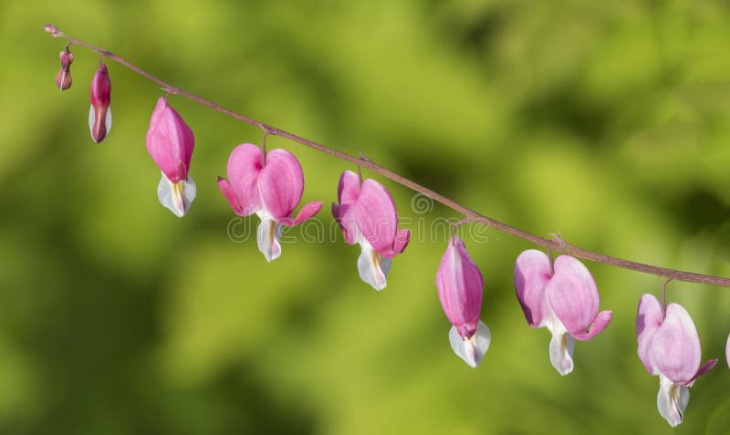 Bleeding Hearts Chain in Bloom Stock Photo - Image of leaf, hearts ...