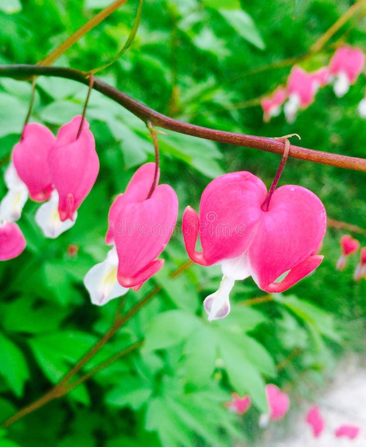 Bleeding hearts stock photo. Image of bleeding, hearts - 76018206