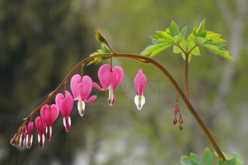 Bleeding Hearts Chain in Bloom Stock Photo - Image of leaf, hearts ...