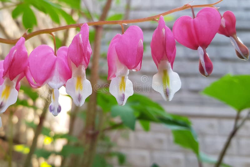 Bleeding Hearts Over Blue Bells Hearts of Spring Stock Image - Image of ...