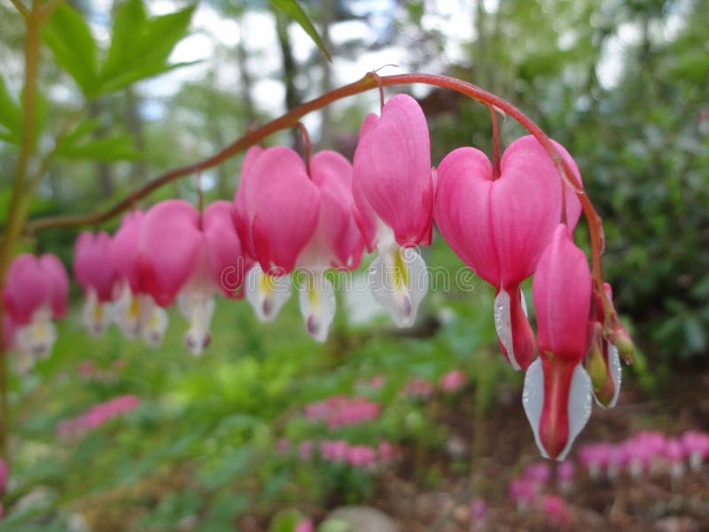 Bleeding Hearts Chain in Bloom Stock Photo - Image of leaf, hearts ...