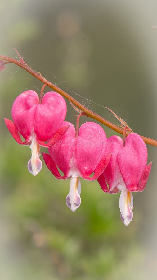 3 Bleeding Hearts in a Single Line Stock Image - Image of petal, hearts ...