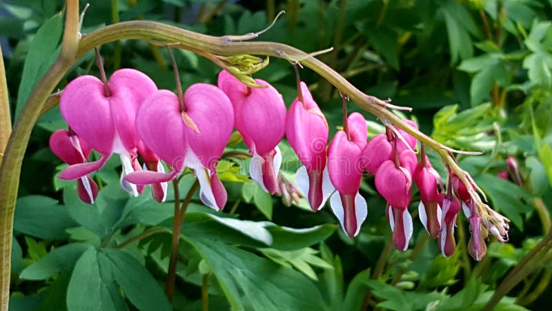 Bleeding Hearts Chain in Bloom Stock Photo - Image of leaf, hearts ...
