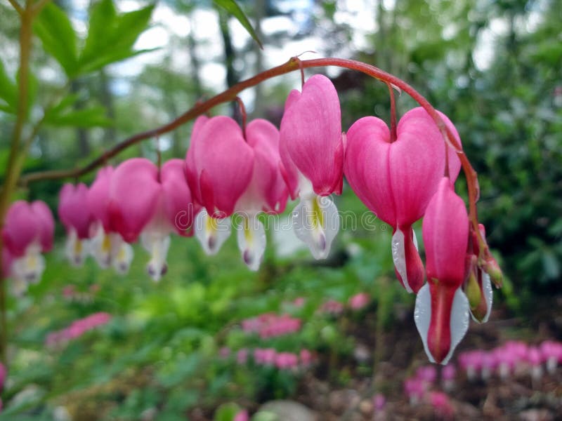 Strand of Bleeding Hearts Flowers Stock Image - Image of blossoming ...