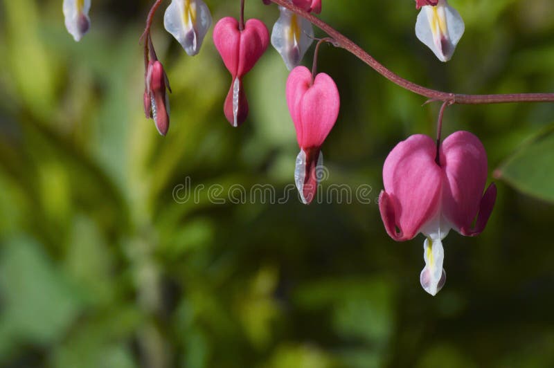 Bleeding Hearts Chain in Bloom Stock Photo - Image of leaf, hearts ...