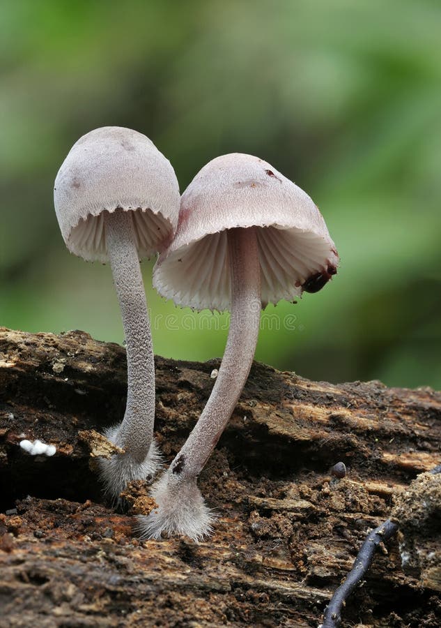 Bleeding Mycena Fungi stock image. Image of forest, british - 28283297