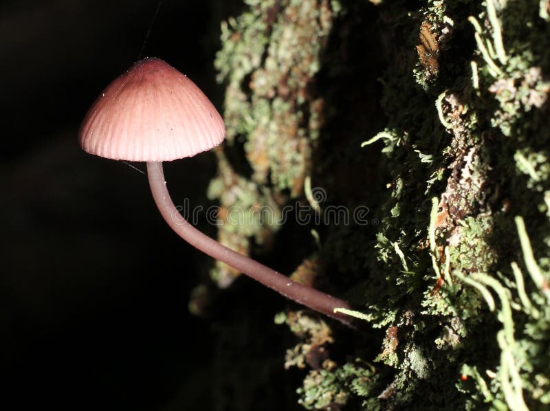 Bleeding Mycena Mushroom on Bark Stock Photo - Image of state, mushroom ...