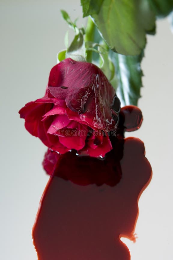 Bleeding rose stock image. Image of love, bleeding, crying - 494279