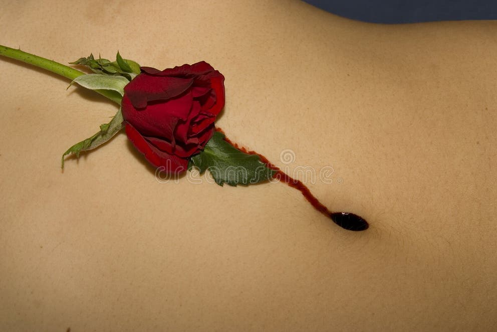Bleeding rose with navel stock image. Image of bleeding - 500439