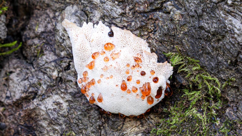 Bleeding Tooth Fungus on the Old Tree Trunk Stock Photo - Image of ...