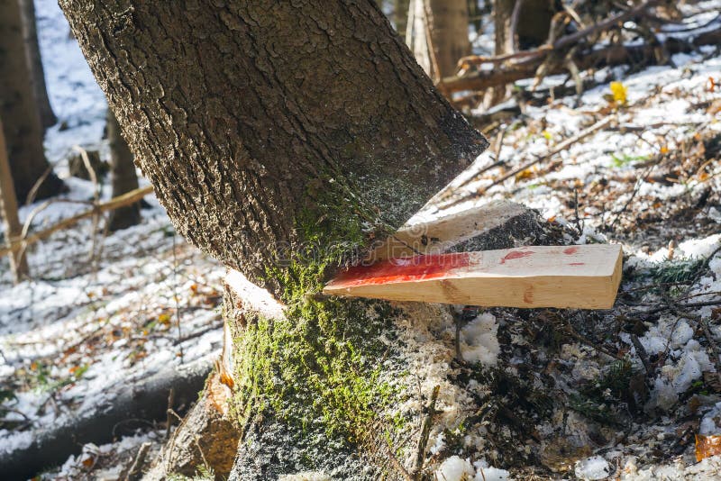 Bleeding tree falling stock photo. Image of blood, falling - 174908026