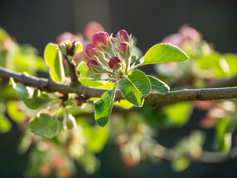 Bleeding trees in germany stock image. Image of garden - 114992805