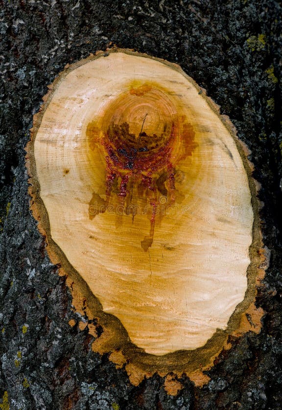 Bleeding wood stock photo. Image of round, slice, annual - 31398836