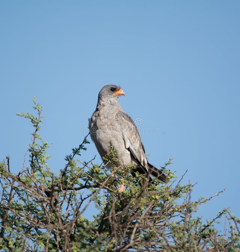 Blek skandera goshawk arkivfoto. Bild av duvhök, afrika - 69120446