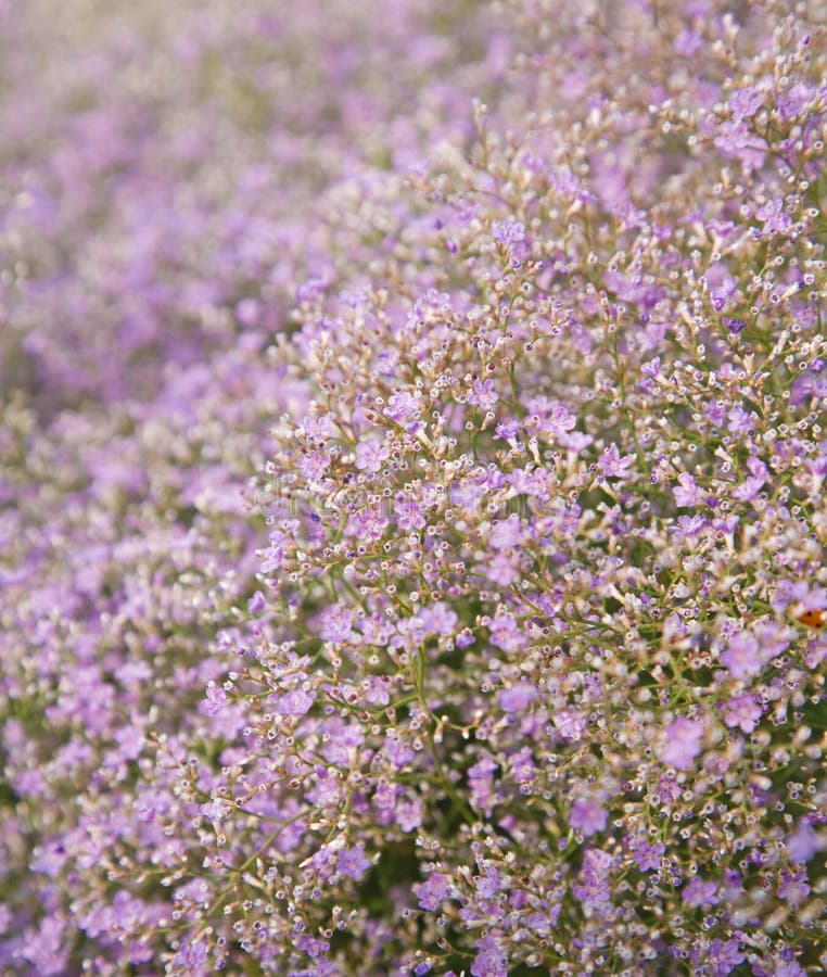 Bleke lilac limonium stock foto. Image of bloei, verbleek - 11020302