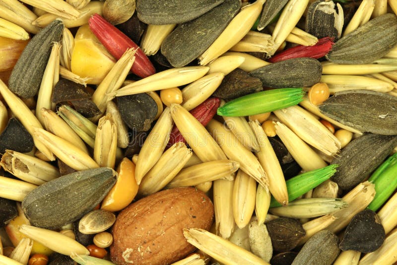 Blend of Dried Grains and Cereals Stock Image - Image of buckwheat ...