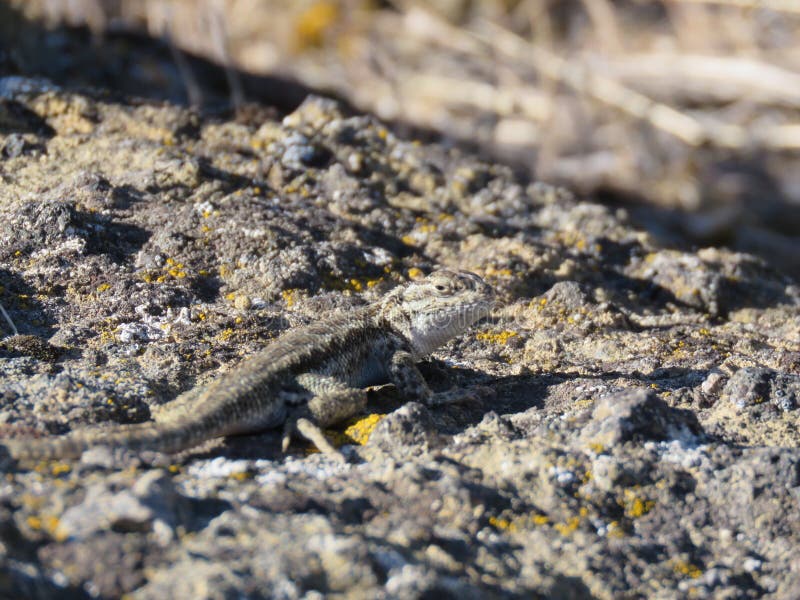 Blend in stock photo. Image of blend, rock, lizard, idaho - 121064306