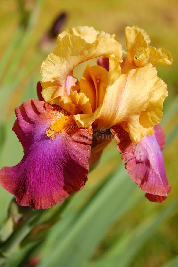 Blenden-Blume stockbild. Bild von dekorativ, frech, stamm - 14146557