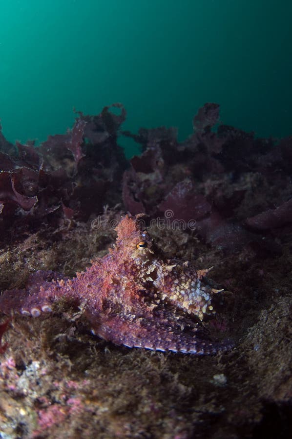 Blending in stock image. Image of predator, north, cold - 11001073